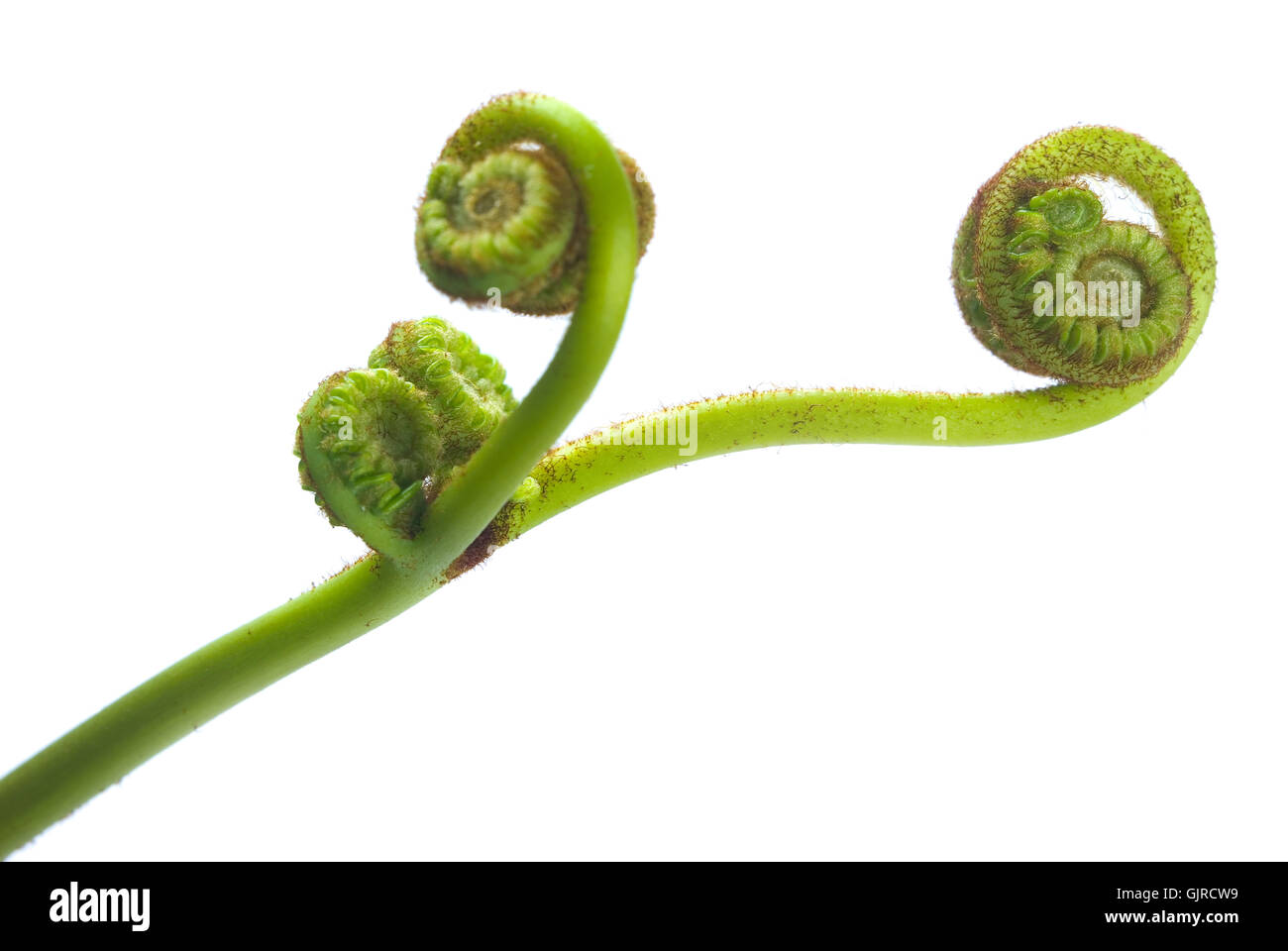Fern swirl hi-res stock photography and images - Alamy