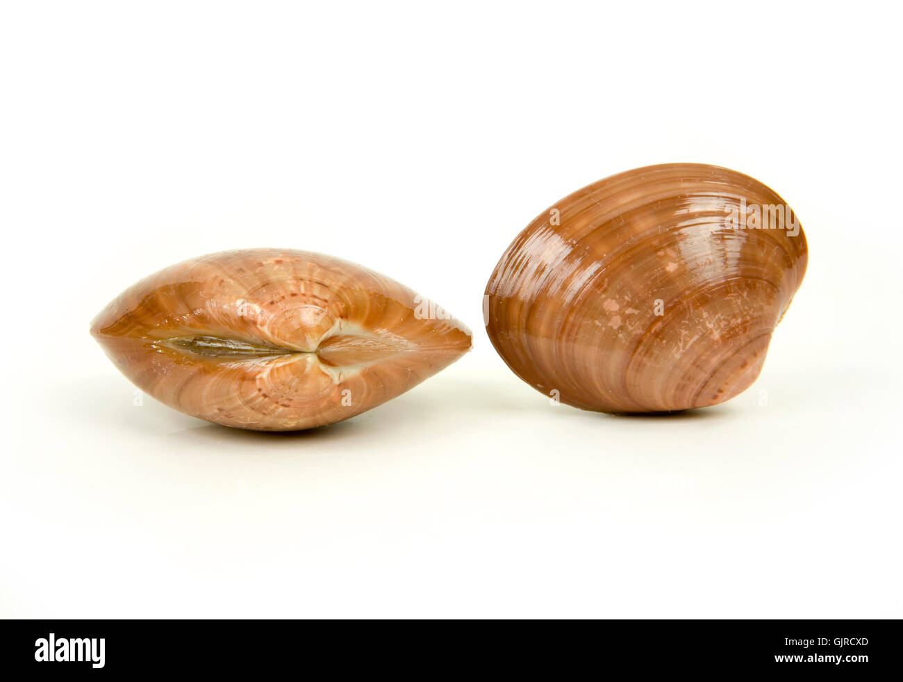 Yellow cockle shells Cut Out Stock Images & Pictures - Alamy