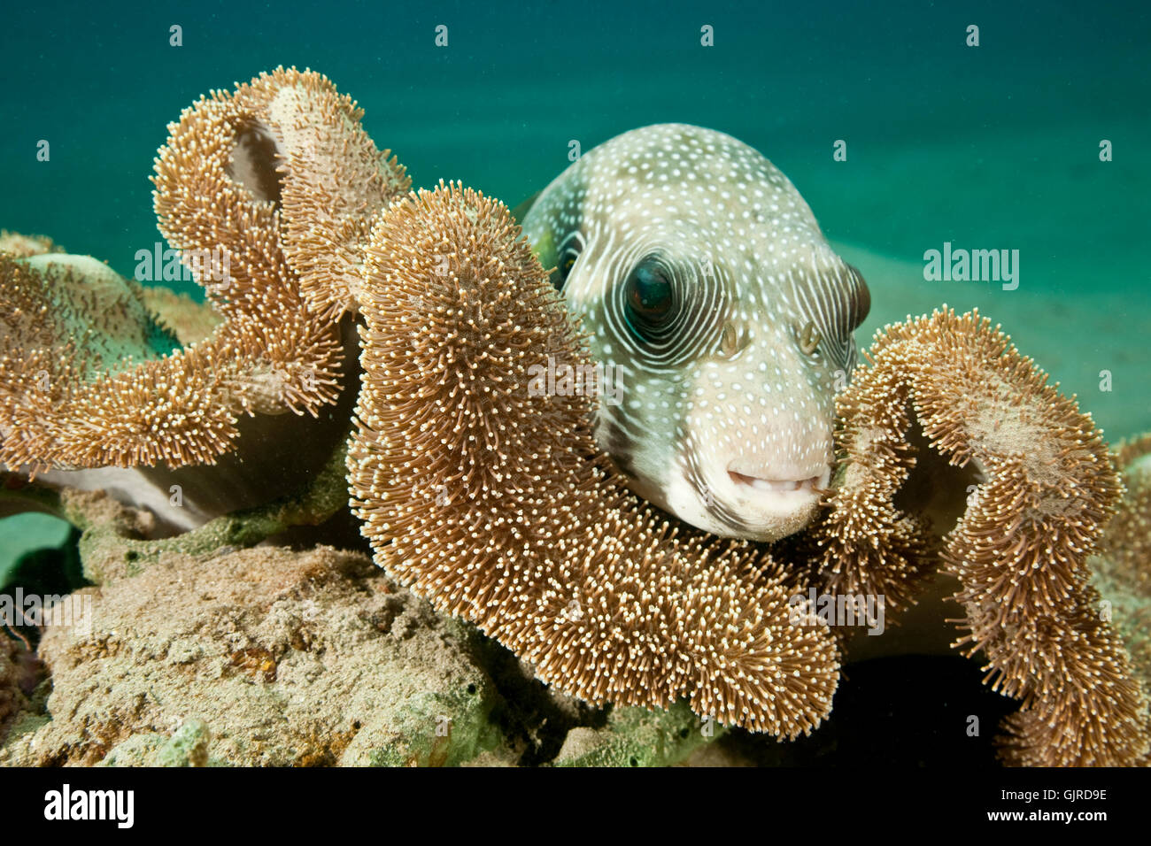 Pufferfish animal hi-res stock photography and images - Alamy