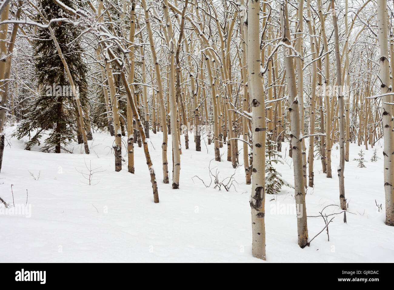 Aspen forest in winter Stock Photo - Alamy