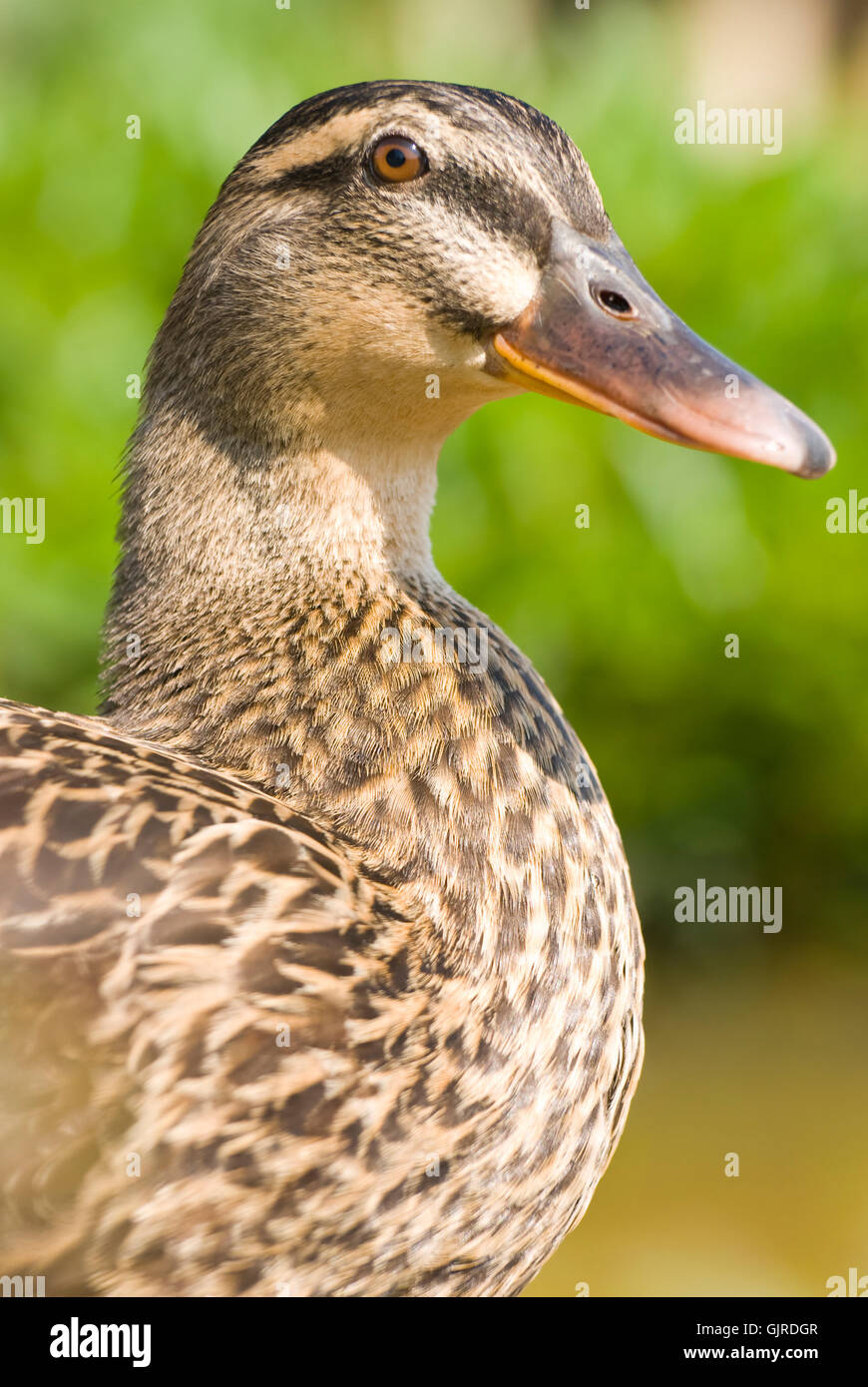 Face of female wild duck Stock Photo - Alamy