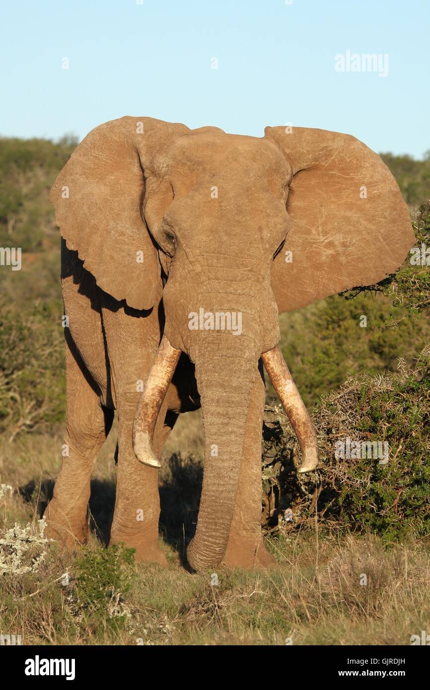 African Elephant Male Stock Photo - Alamy