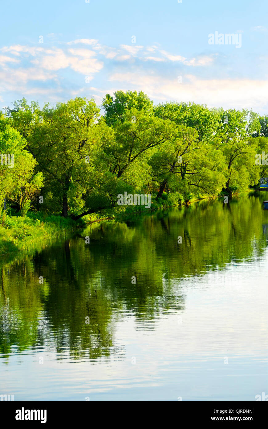 blue tree trees Stock Photo - Alamy