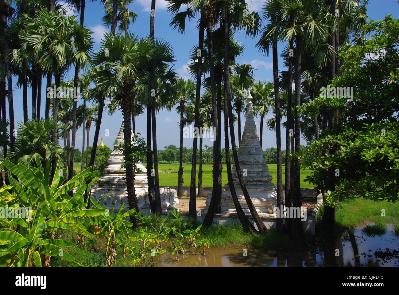 Myanmar palm trees hi-res stock photography and images - Alamy