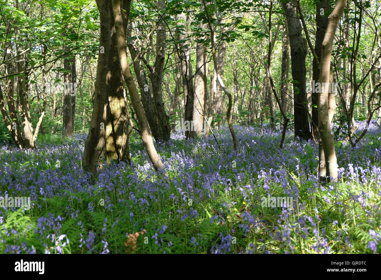 Bluebells, Tehidy Woods, Illogan.Cornwall Stock Photo - Alamy