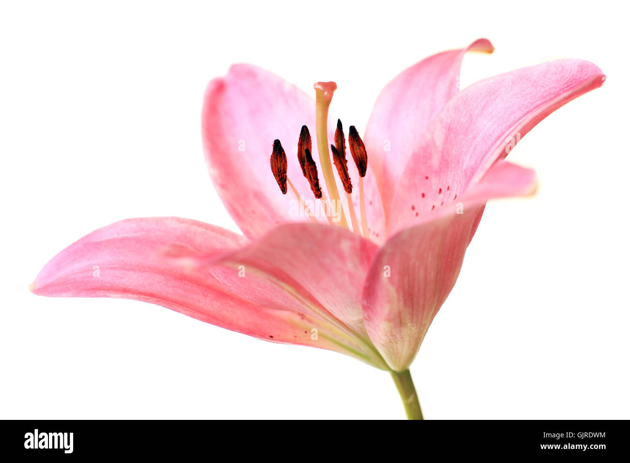 isolated flower plant Stock Photo - Alamy