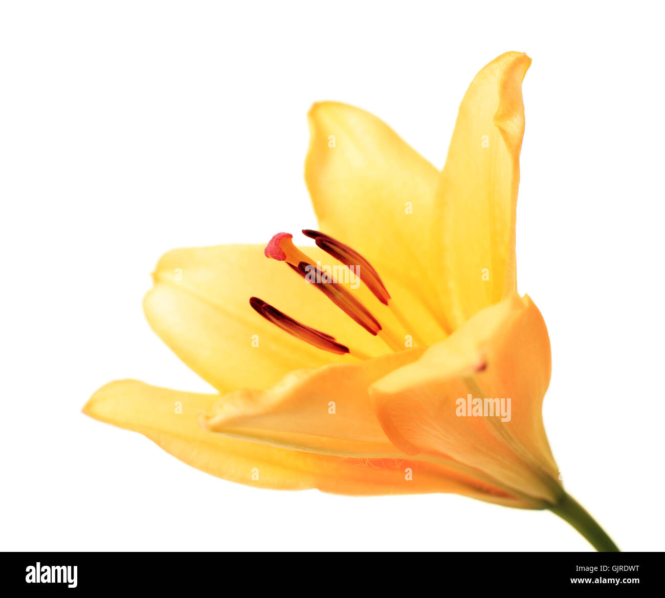 isolated flower plant Stock Photo - Alamy