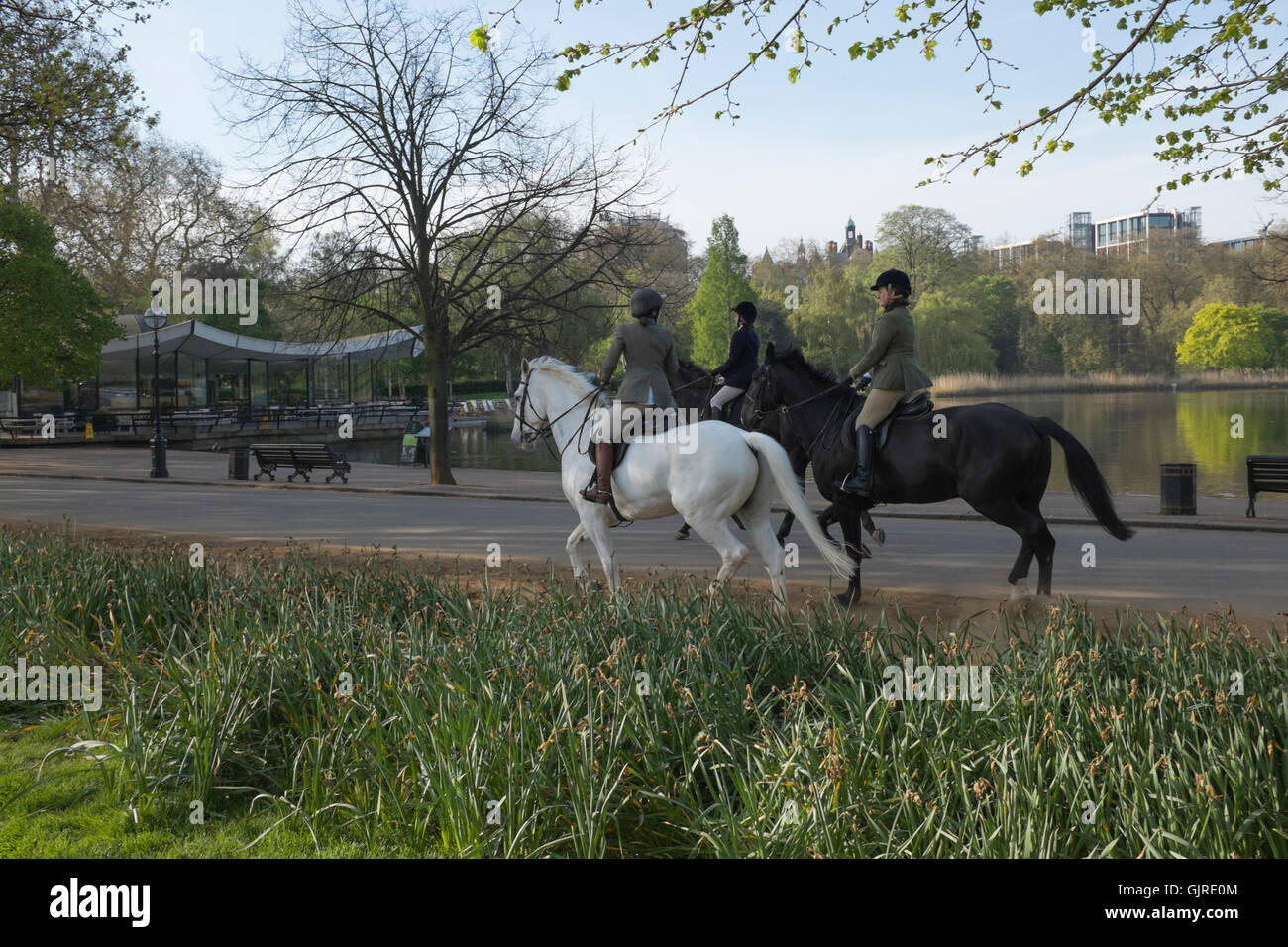 Hyde park daffodils hi-res stock photography and images - Alamy