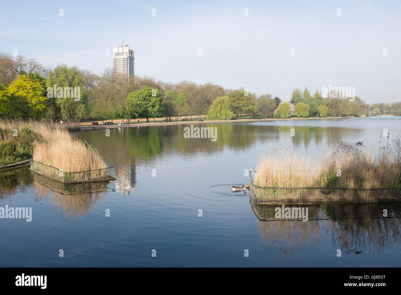 Spring morning in London's Hyde Park Stock Photo - Alamy