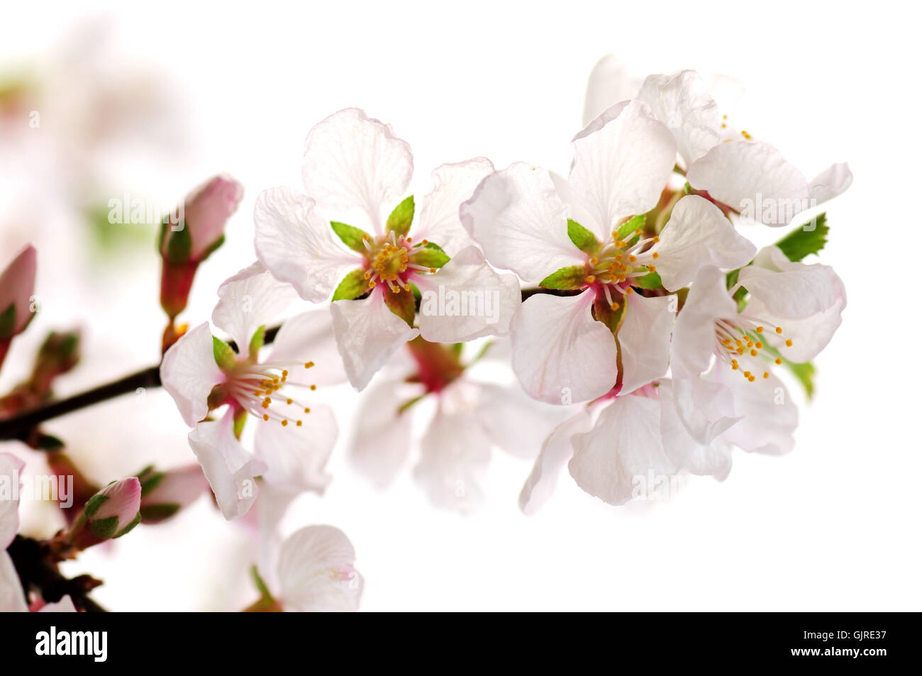 Closeup view white bloom hi-res stock photography and images - Alamy