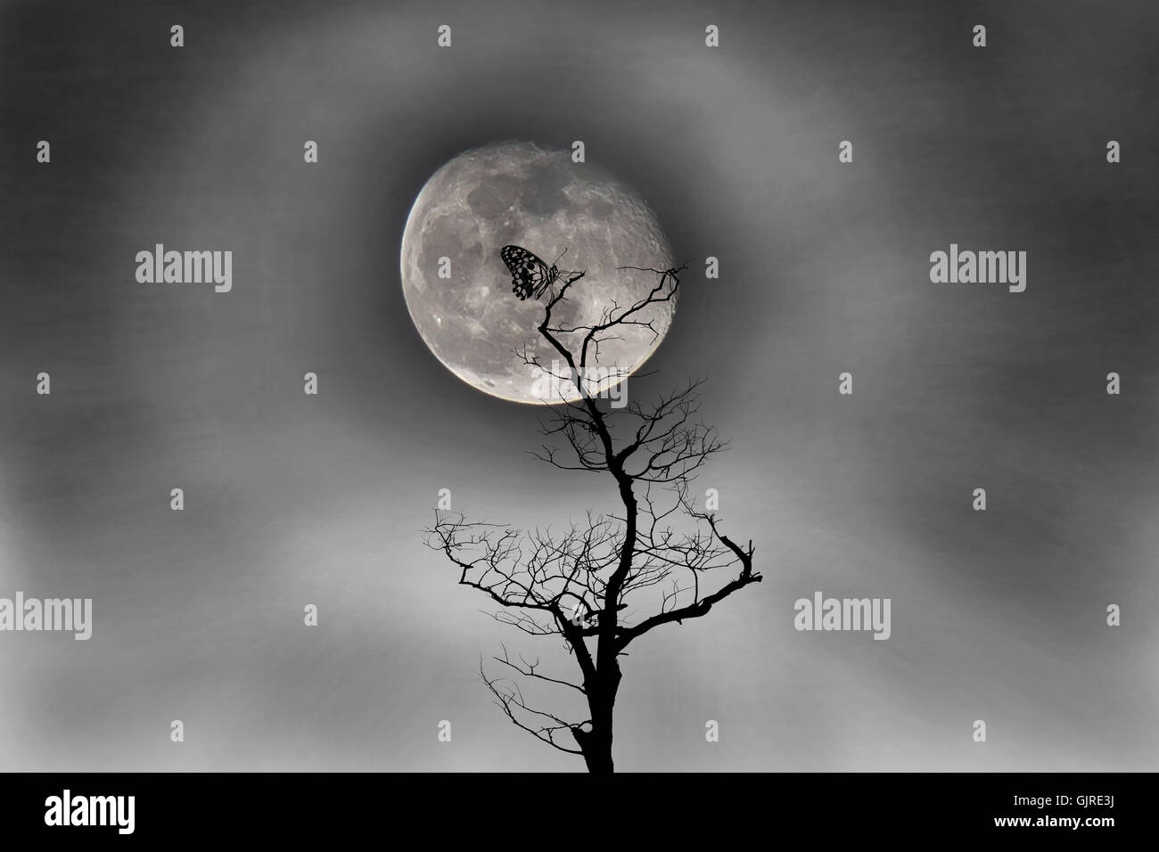 Butterfly in a tree hi-res stock photography and images - Alamy