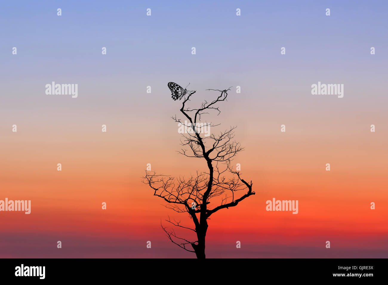 Sunrise insects hi-res stock photography and images - Alamy