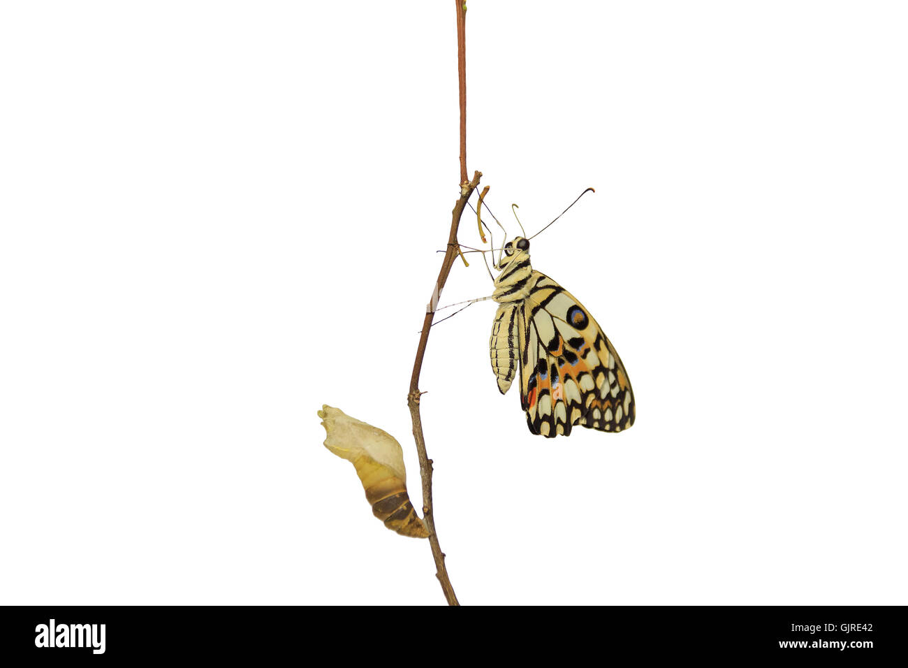 Caterpillars pupate background Stock Photo - Alamy