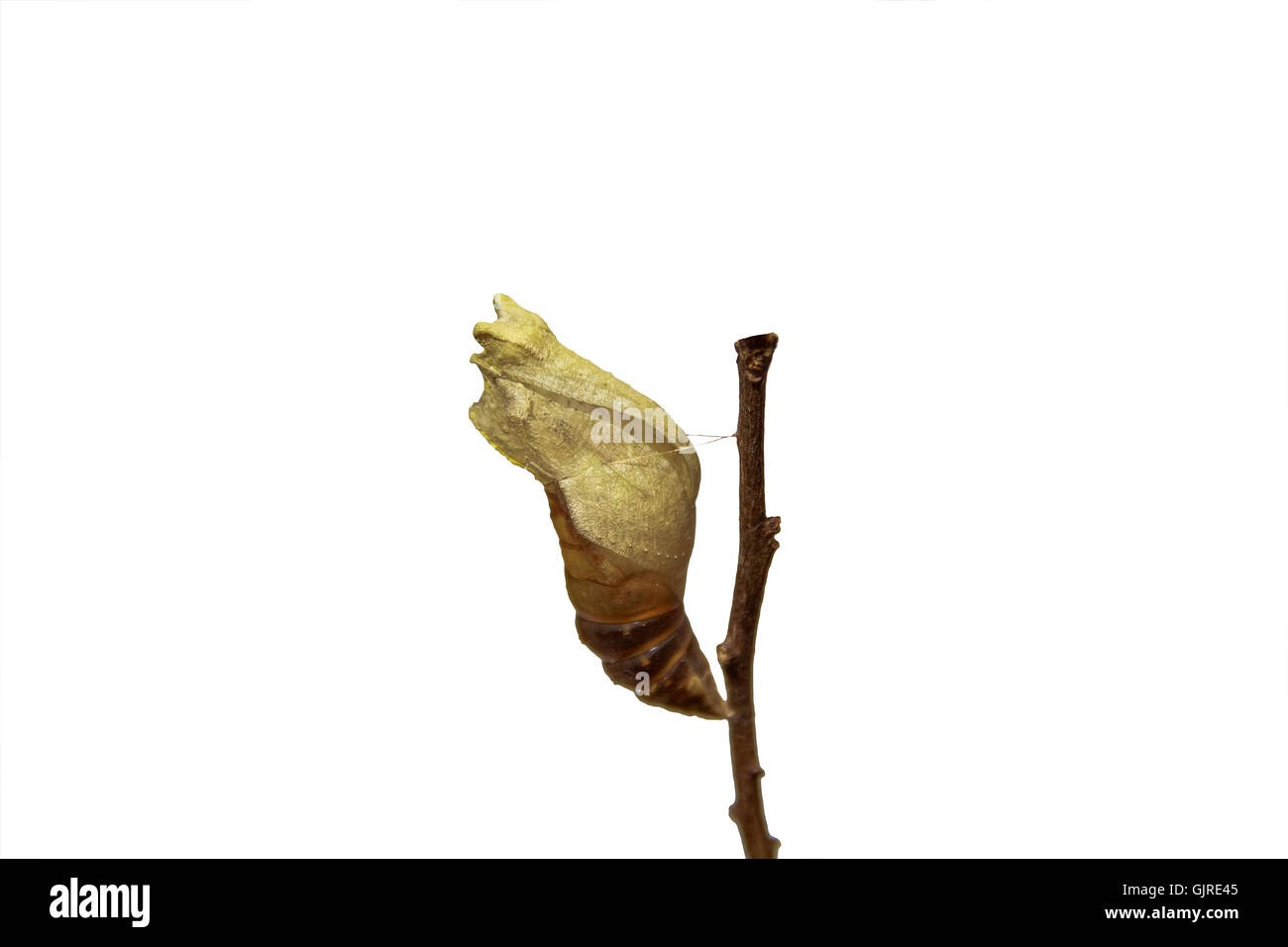 Caterpillars pupate white background Stock Photo - Alamy