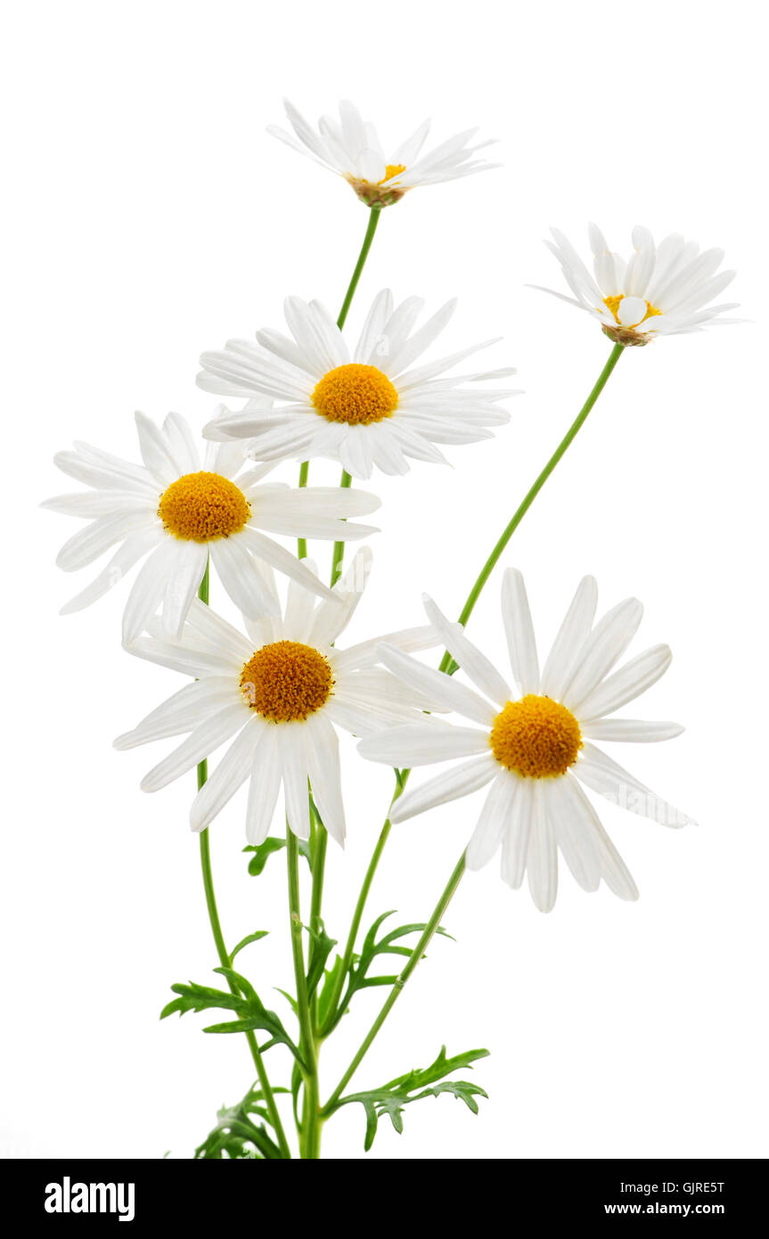 Flourishing leaves and flora design hi-res stock photography and images ...