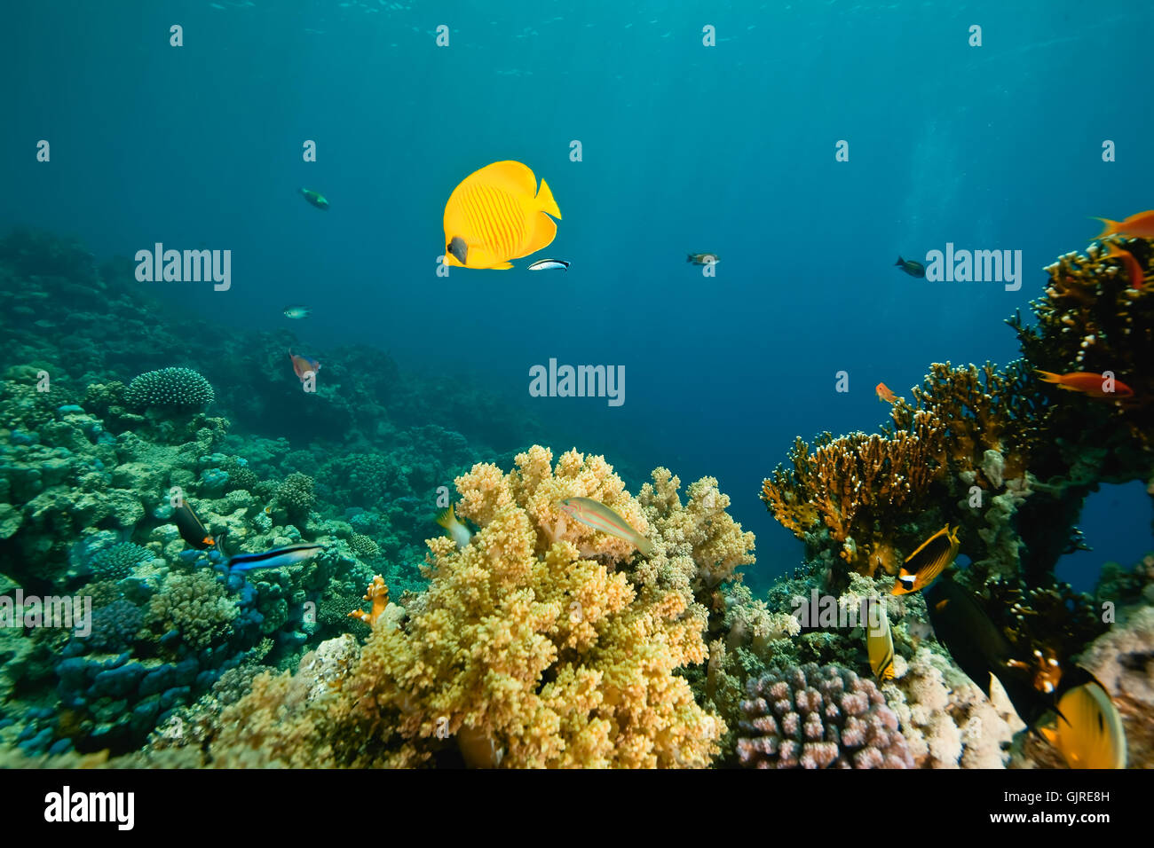 animal fish navy Stock Photo - Alamy