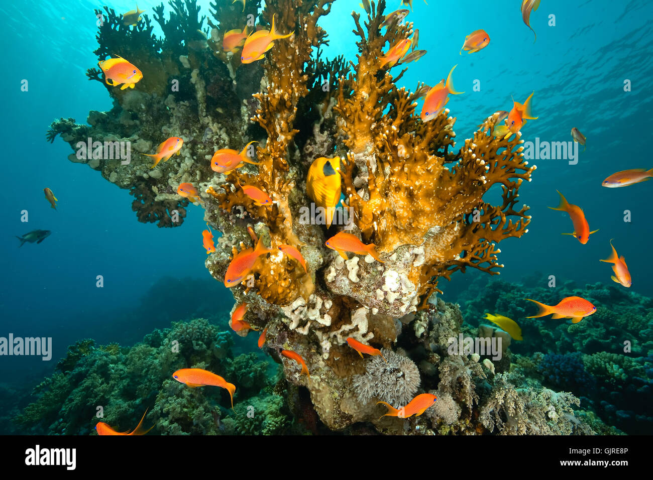 Navy diving hi-res stock photography and images - Alamy