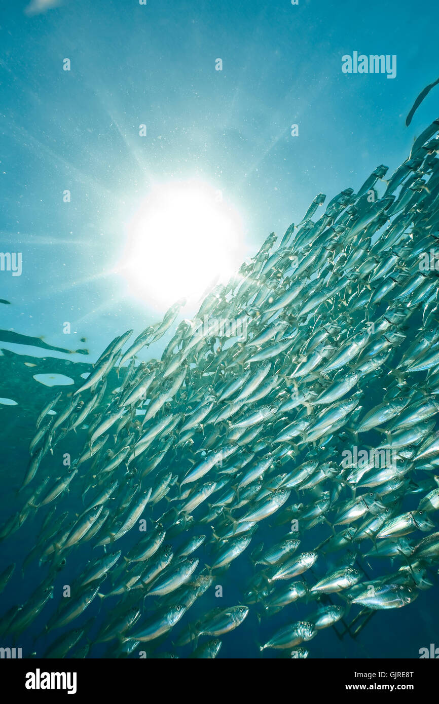 animal fish mackerel Stock Photo - Alamy