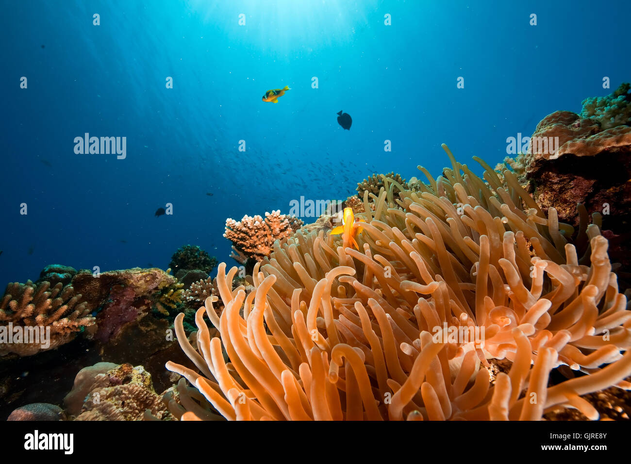 nemo anemone salt water Stock Photo - Alamy