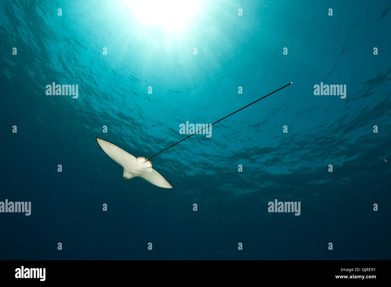 sunlight ray sunbeam Stock Photo - Alamy