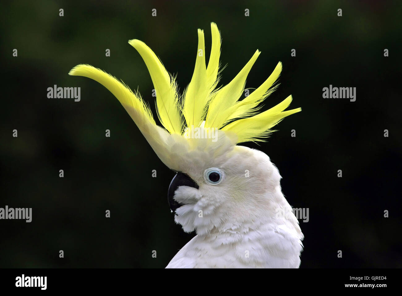 Eye of birds hi-res stock photography and images - Alamy