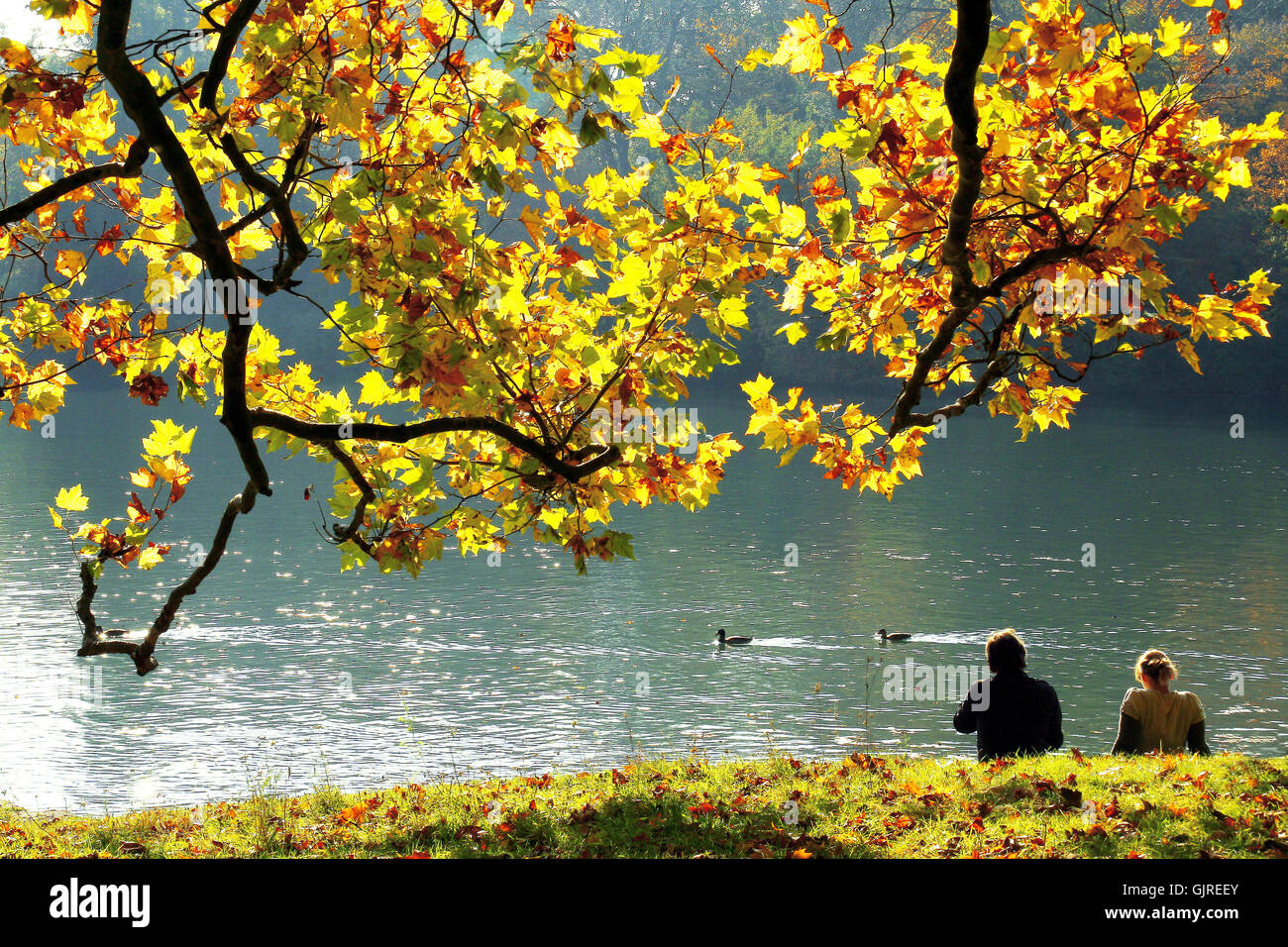 duck autumn foliage put Stock Photo - Alamy