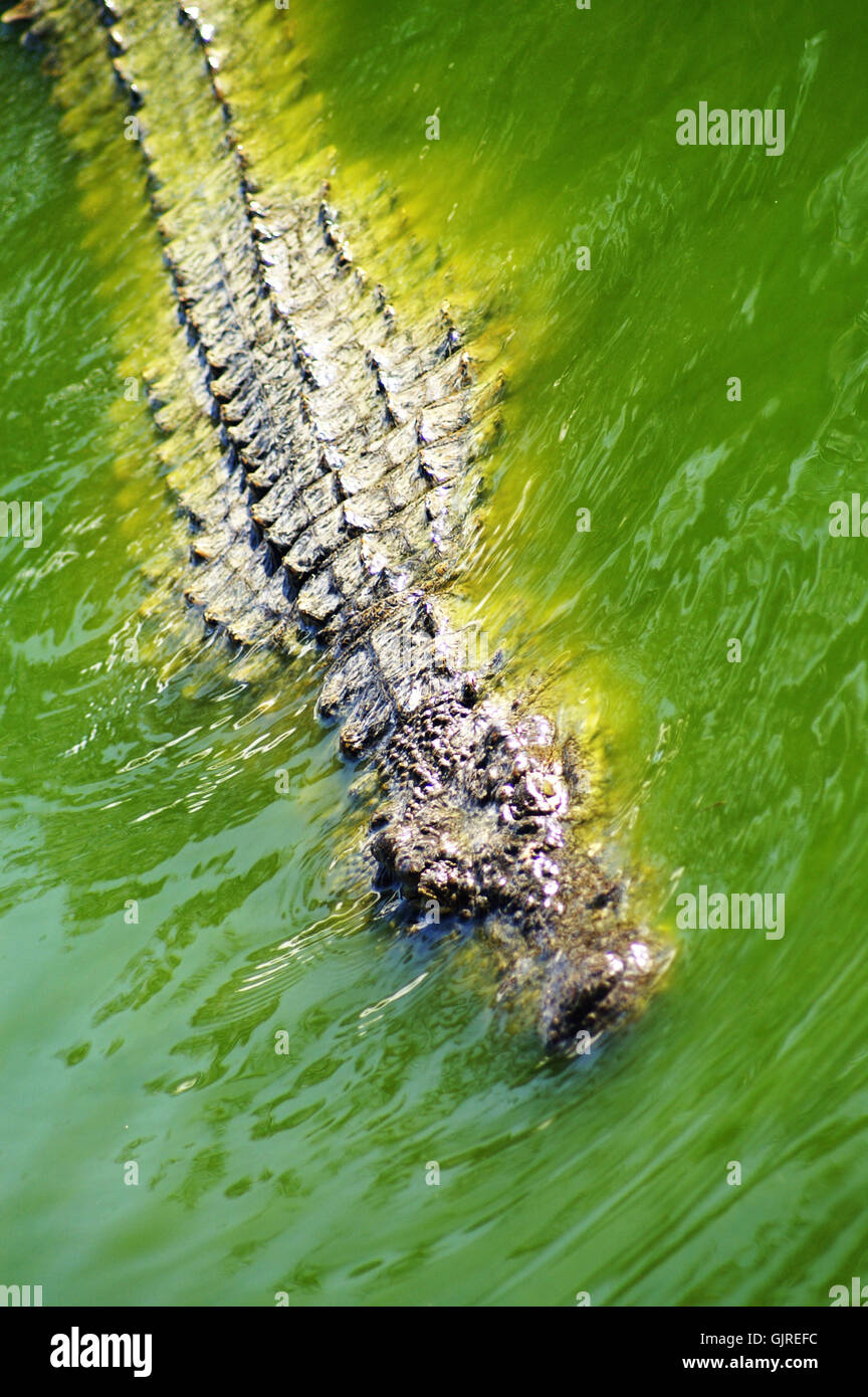 Africa crocodile hi-res stock photography and images - Alamy
