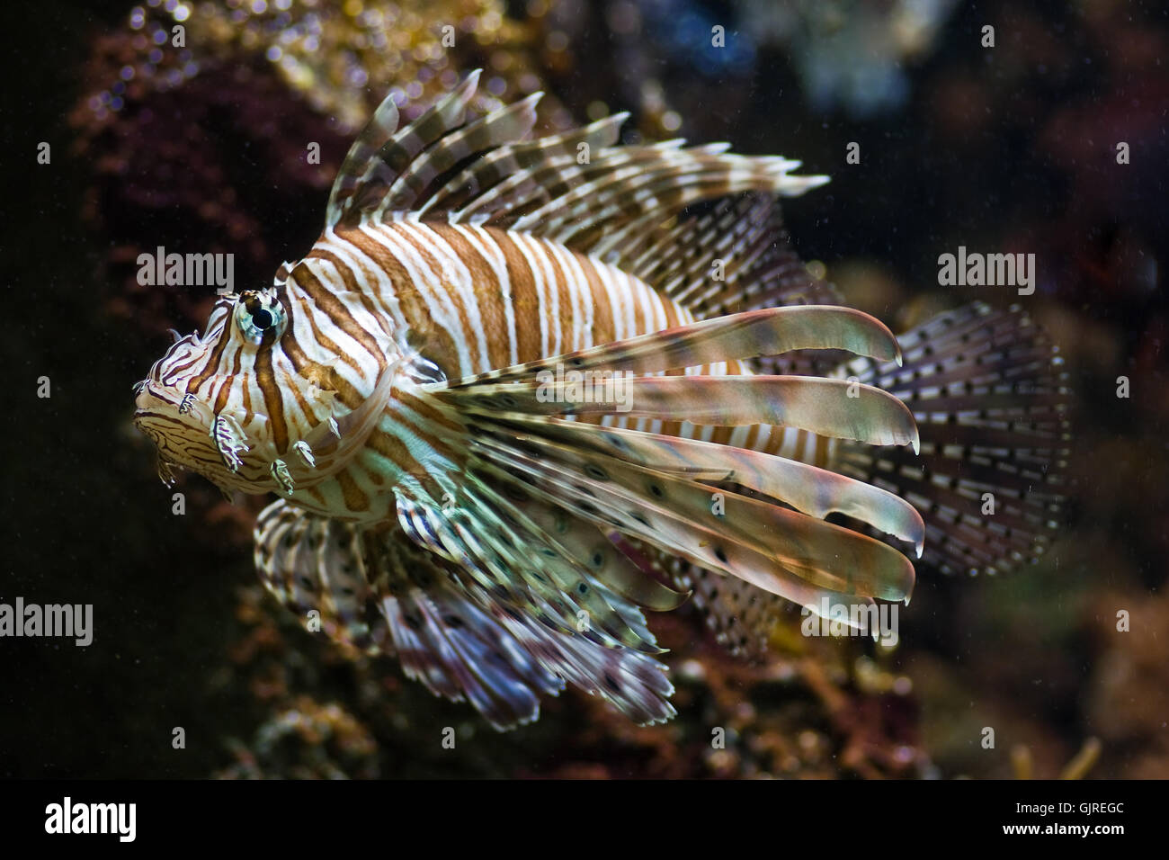 animal animals fish Stock Photo - Alamy