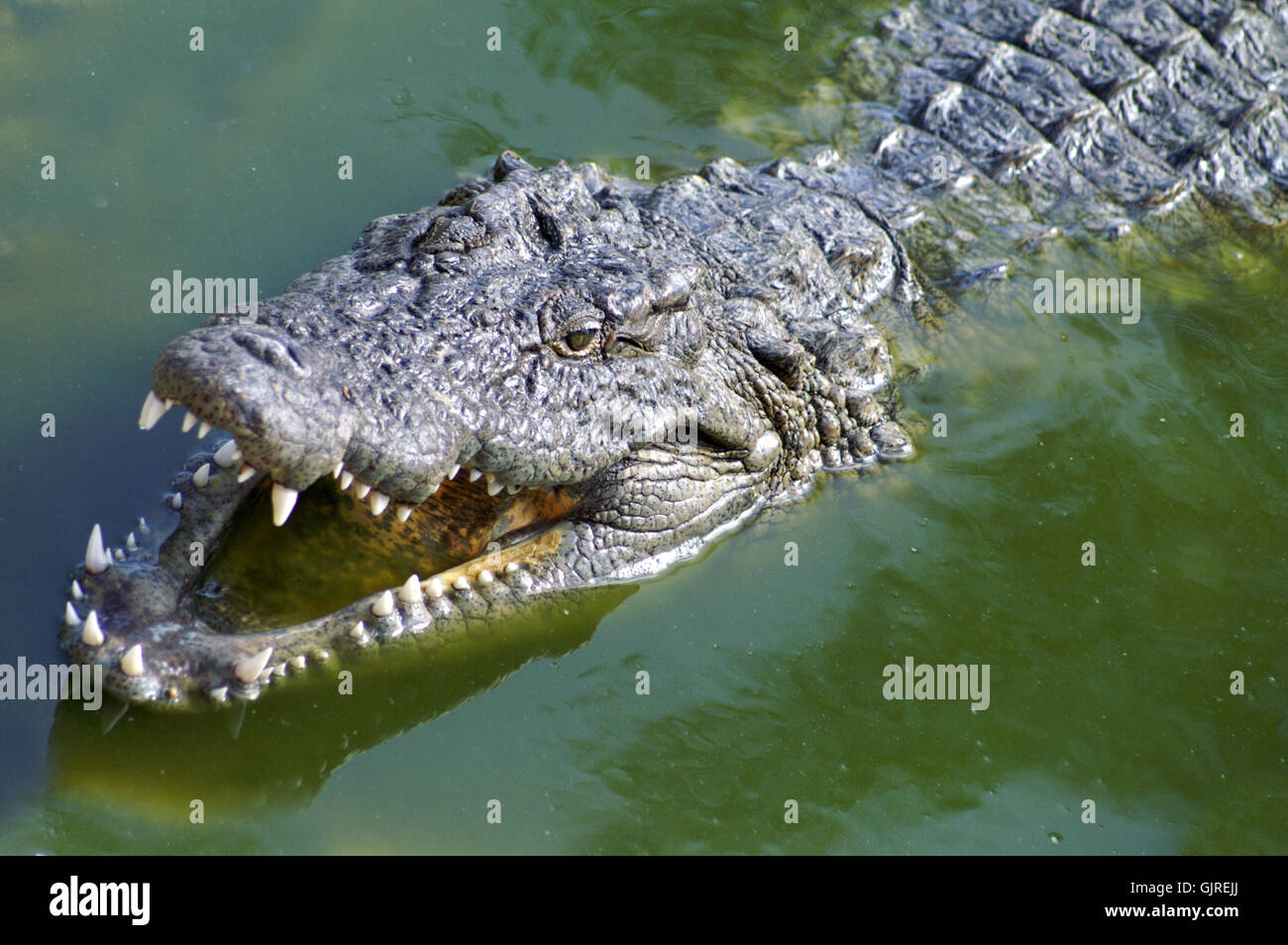 danger reptile africa Stock Photo - Alamy