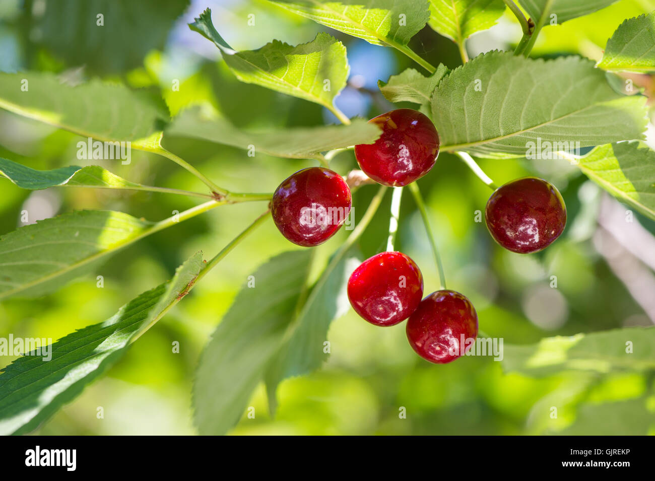 Ripe cherries on orchard tree Stock Photo - Alamy