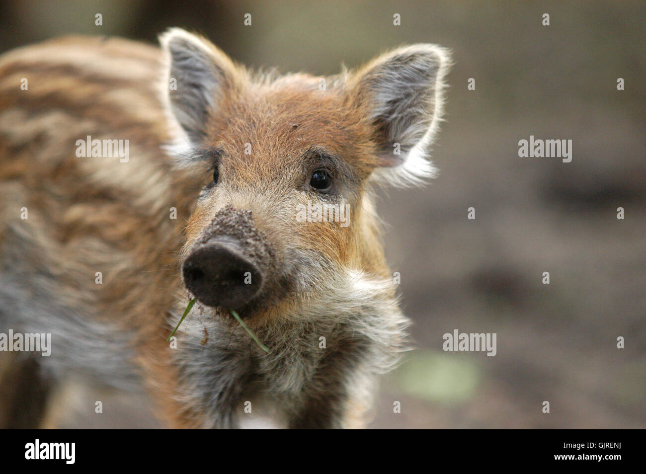 Piglet young pig animal animals hi-res stock photography and images - Alamy
