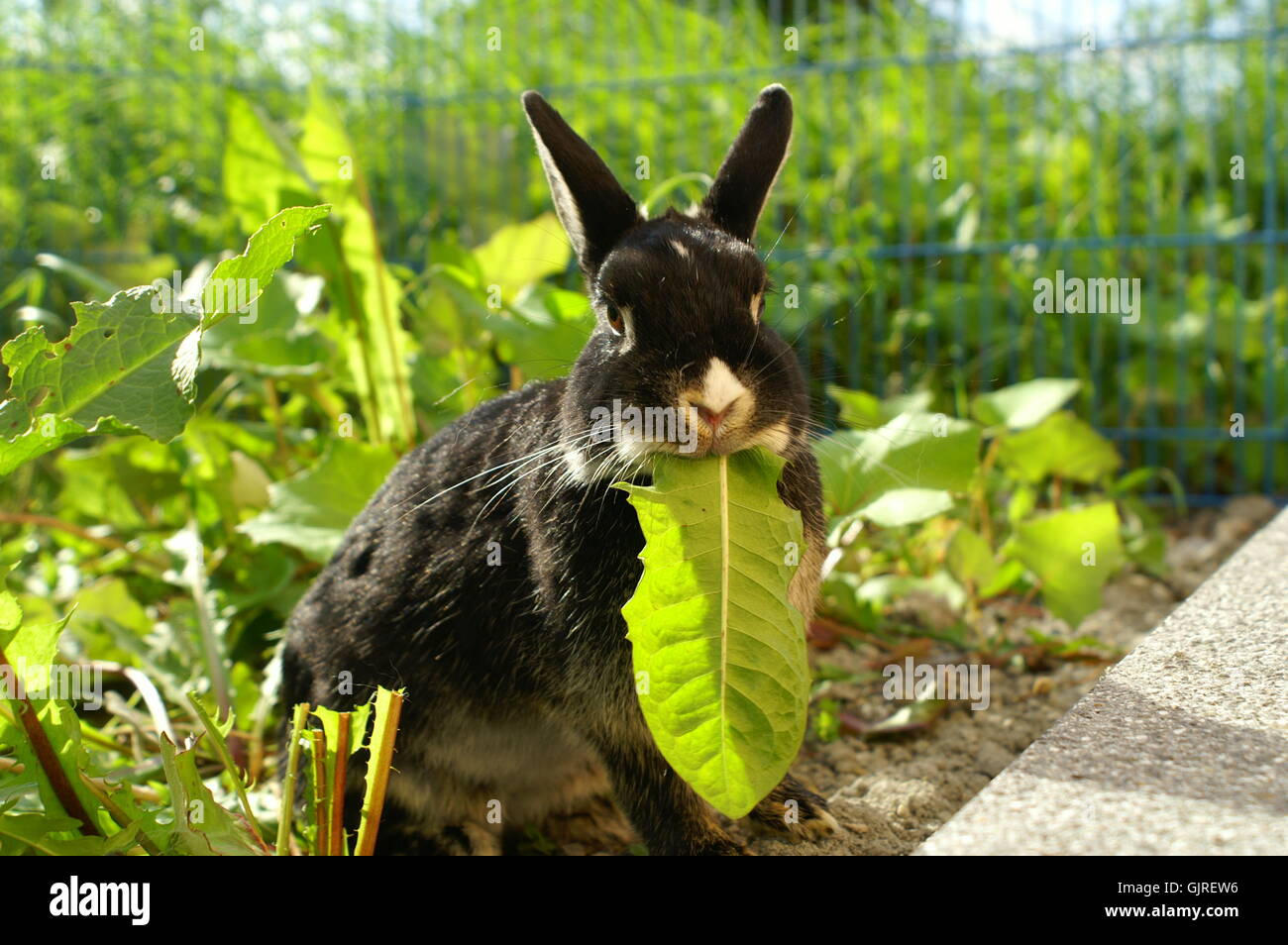 Rabbit with dandelion in mouth hi-res stock photography and images - Alamy