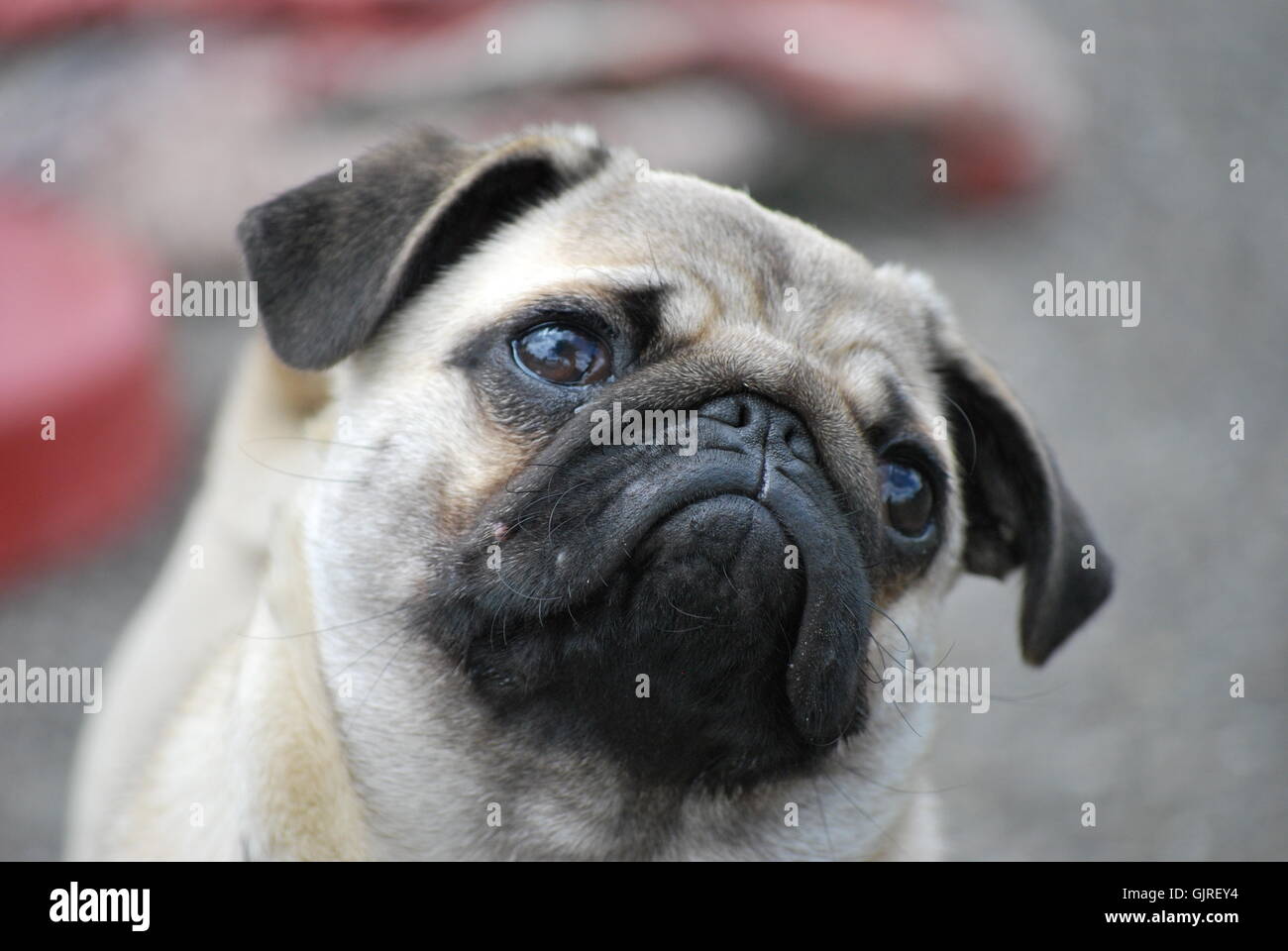 That pug face hi-res stock photography and images - Alamy