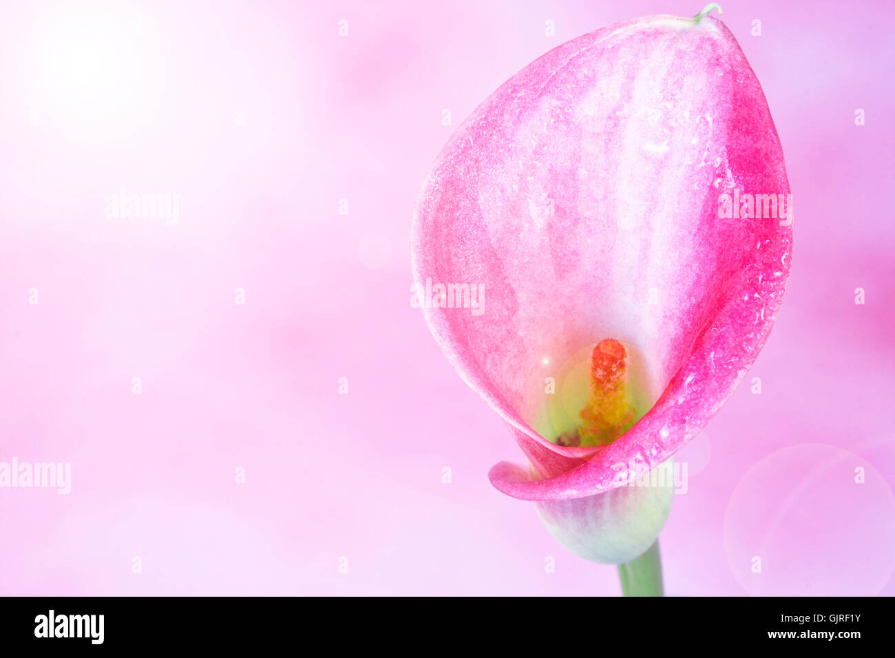 flower plant reflection Stock Photo - Alamy
