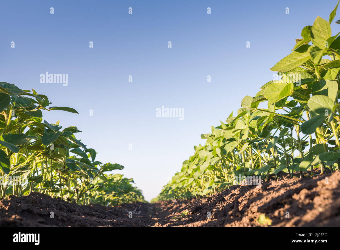 Closeup of soybean plant hi-res stock photography and images - Alamy