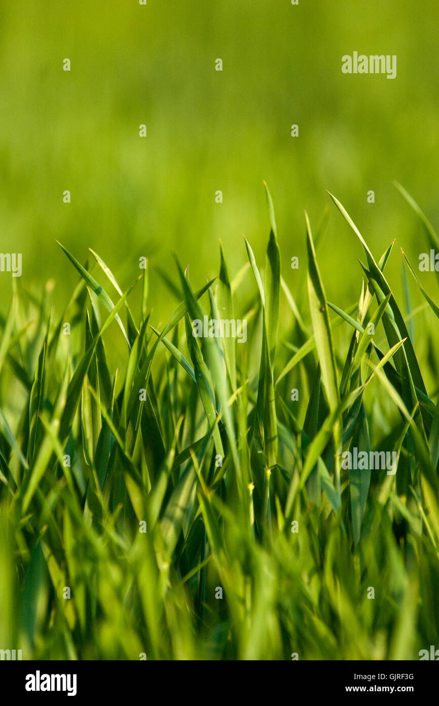 summer summerly lawn Stock Photo - Alamy