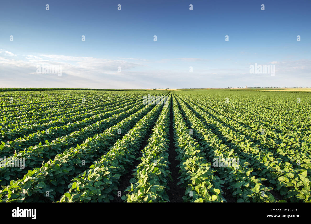 Soybean Field Rows in summer Stock Photo - Alamy