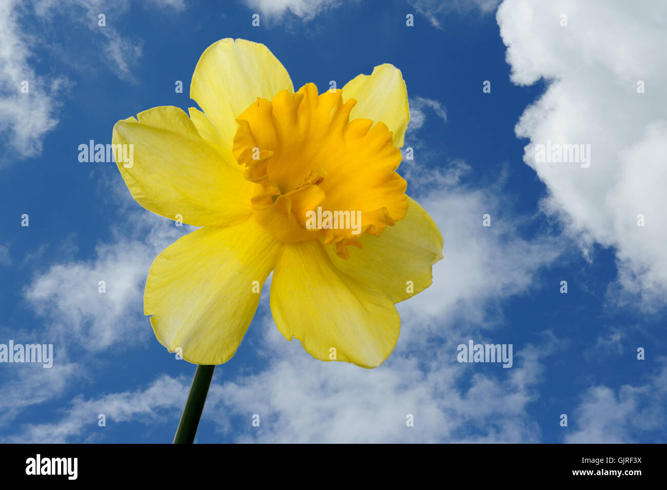 flower plant cloud Stock Photo - Alamy