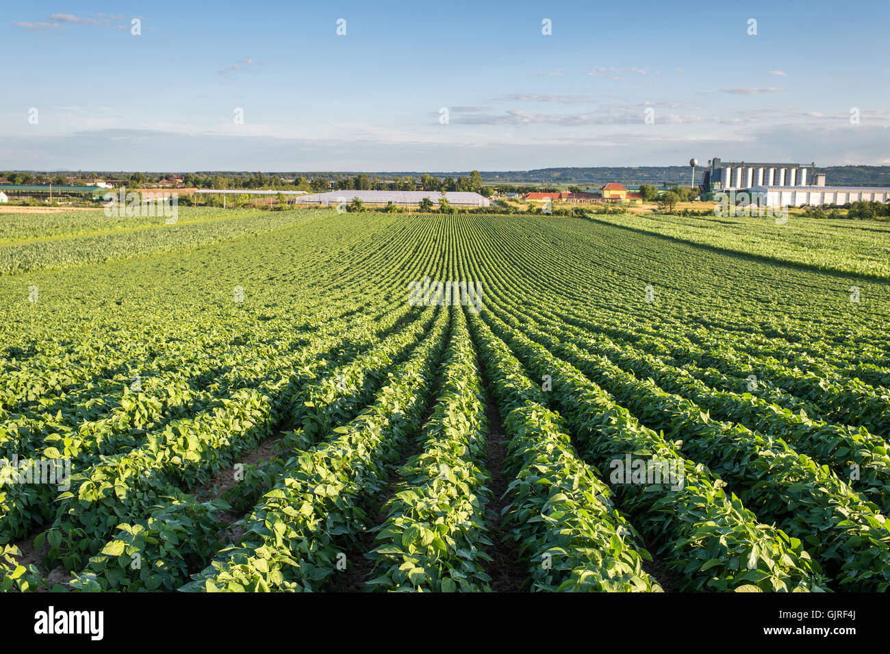 Cereal field in sunset hi-res stock photography and images - Alamy