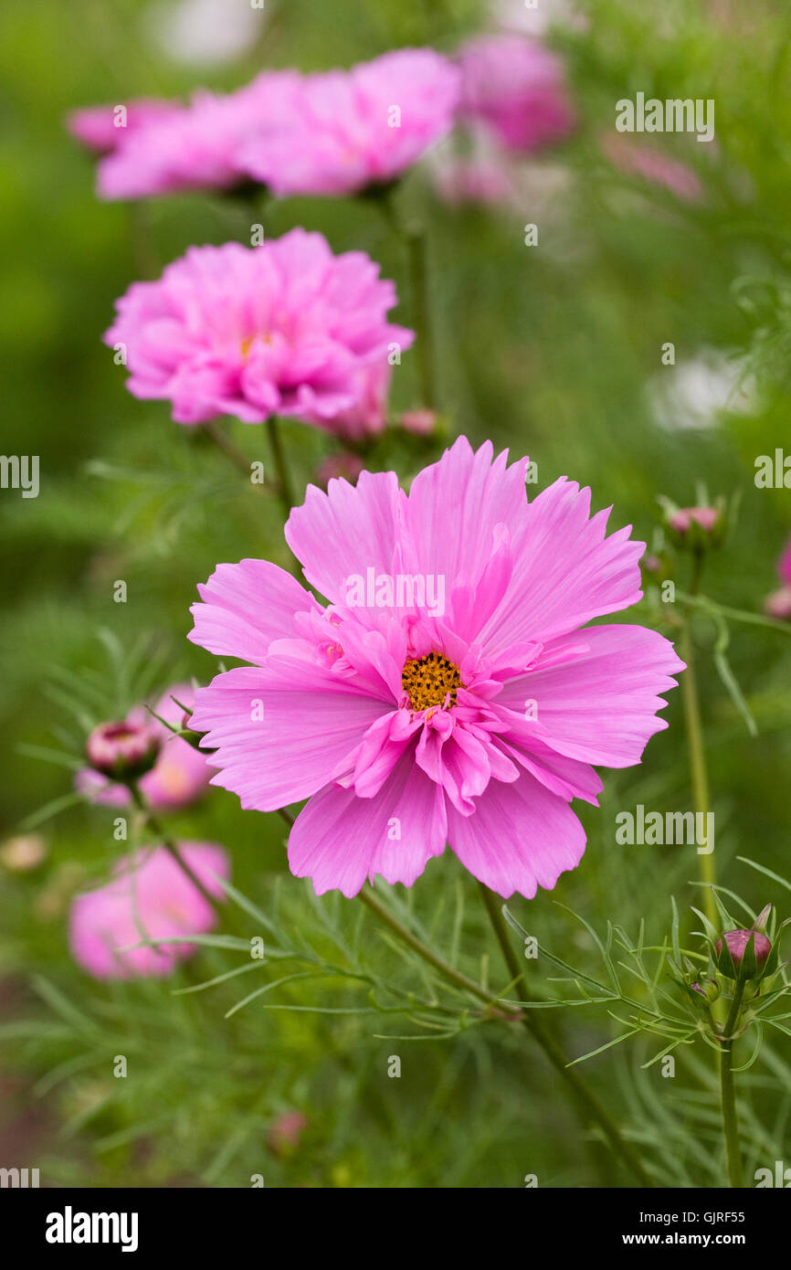Cosmos bipinnatus 'Double Click Series Rose Bonbon' flowers Stock Photo ...