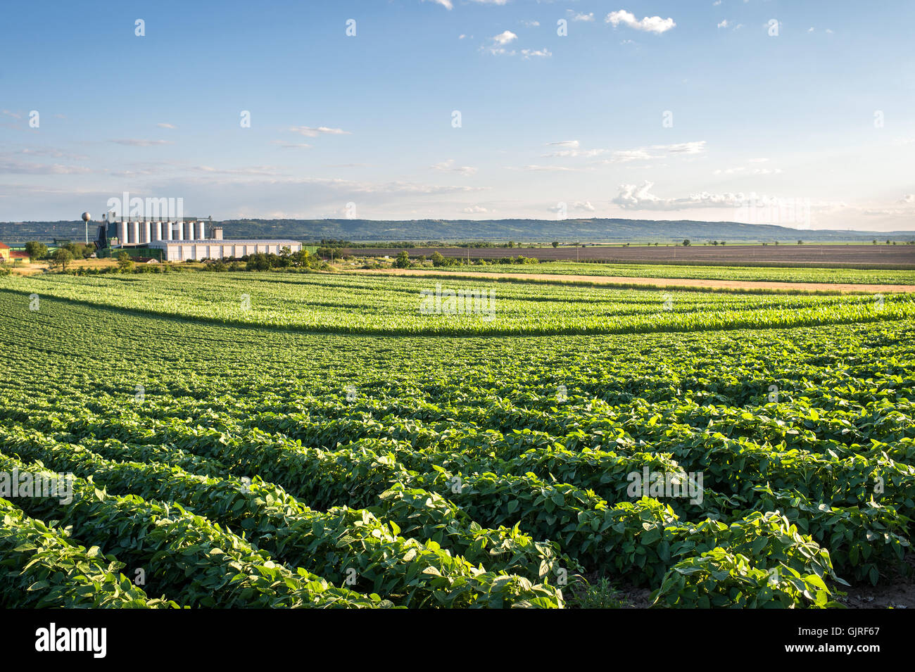 Soybean Field Rows in sunset Stock Photo - Alamy
