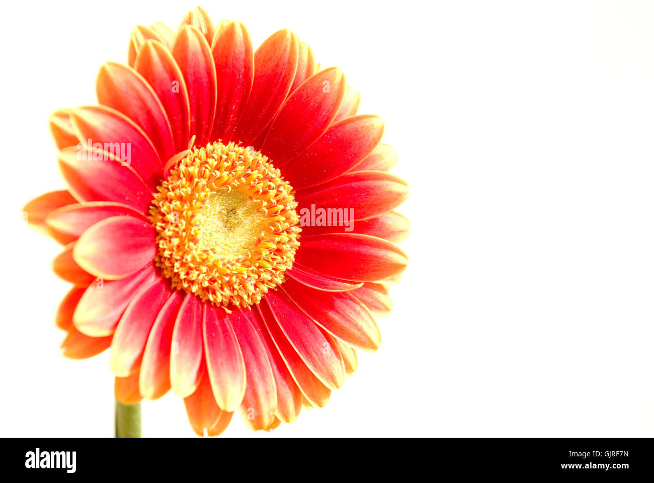 isolated summer summerly Stock Photo - Alamy