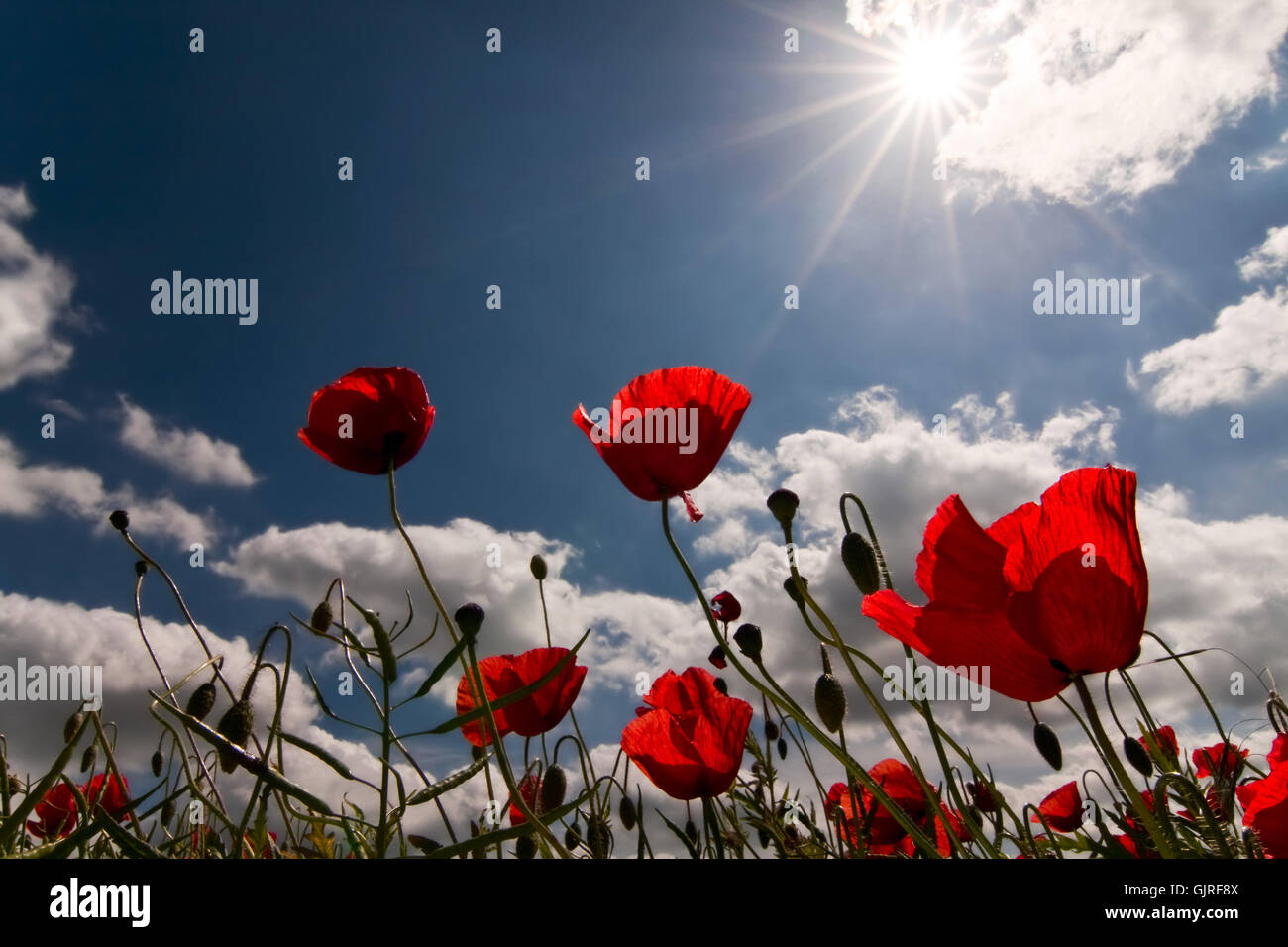 Fields of dreams hi-res stock photography and images - Alamy