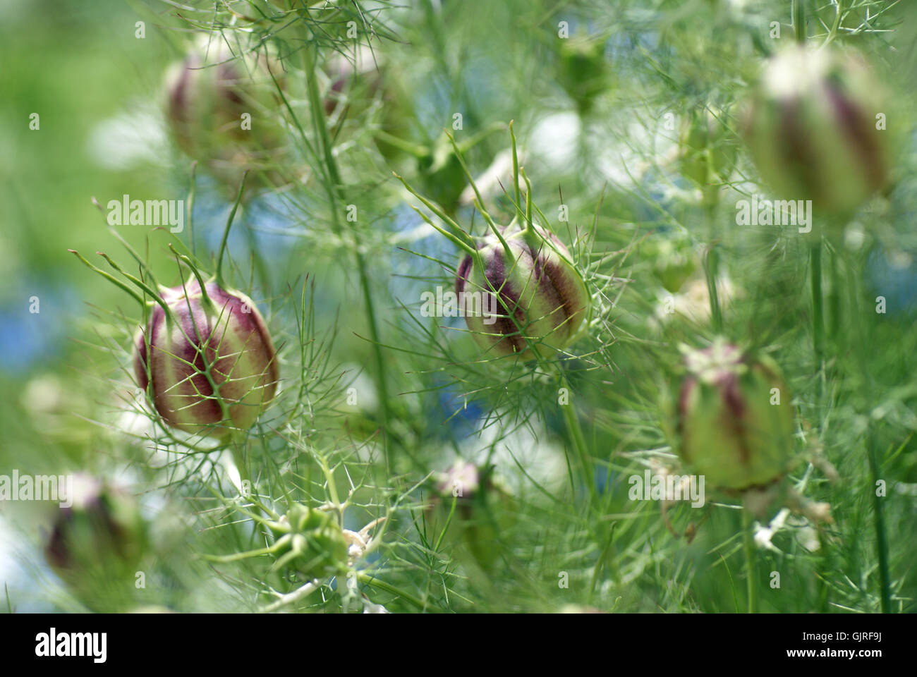 Caraway seed hi-res stock photography and images - Alamy