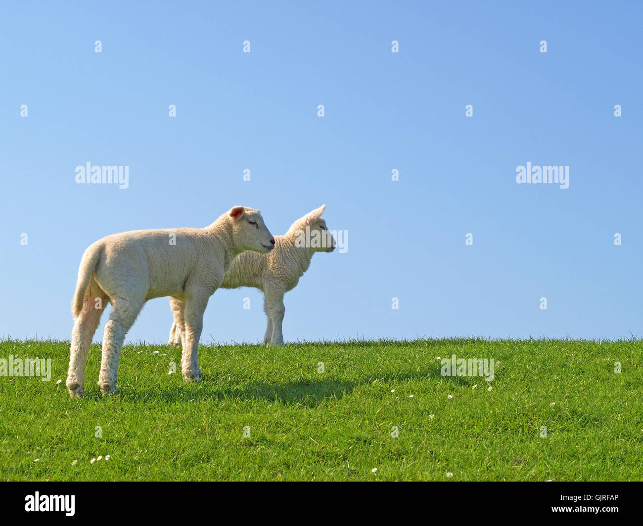 Sheep and 2 lambs hi-res stock photography and images - Alamy