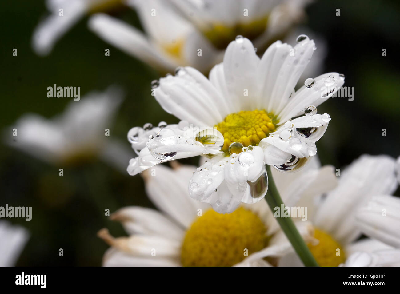 Margarite High Resolution Stock Photography and Images - Alamy