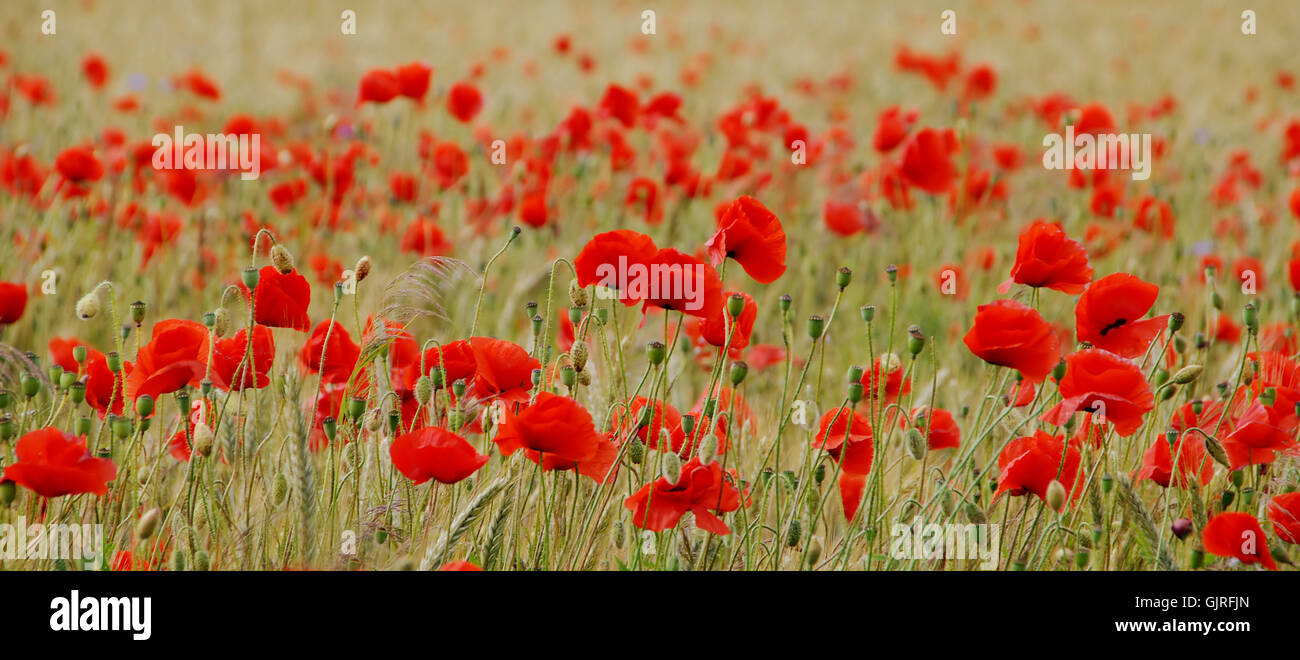 Wind poppy hi-res stock photography and images - Alamy