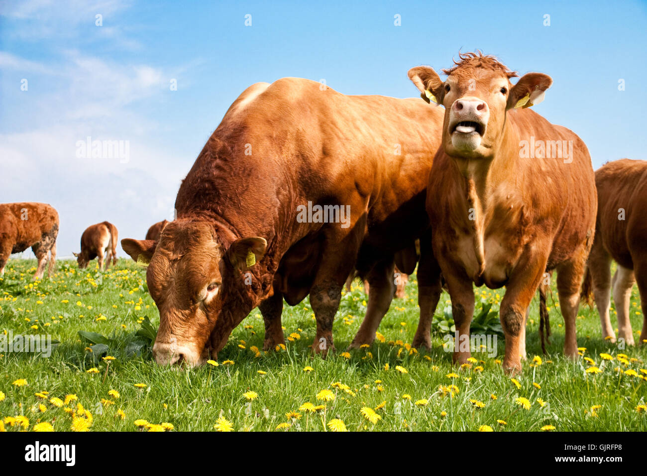 Cow lick lips hi-res stock photography and images - Alamy