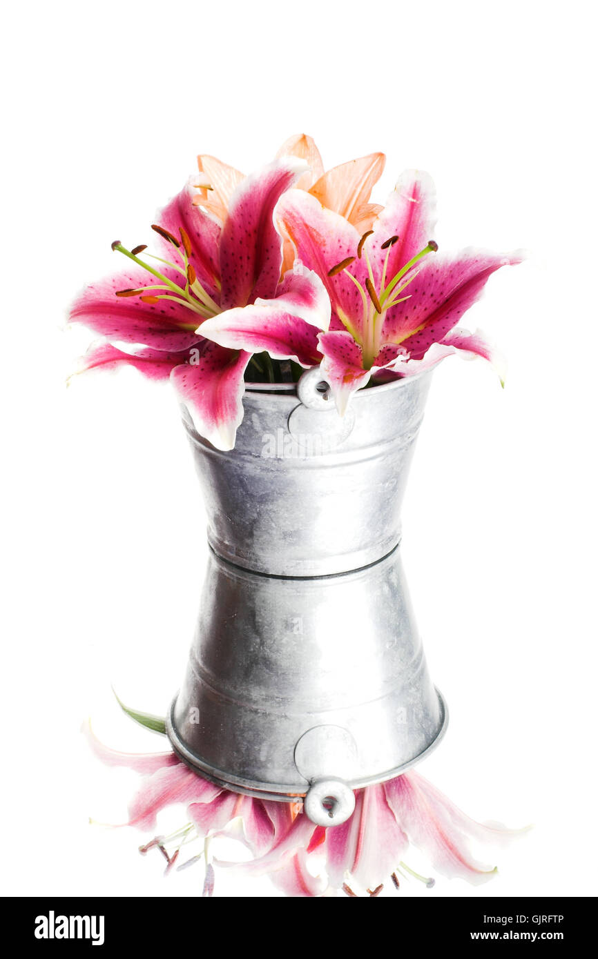 Lily bucket hi-res stock photography and images - Alamy
