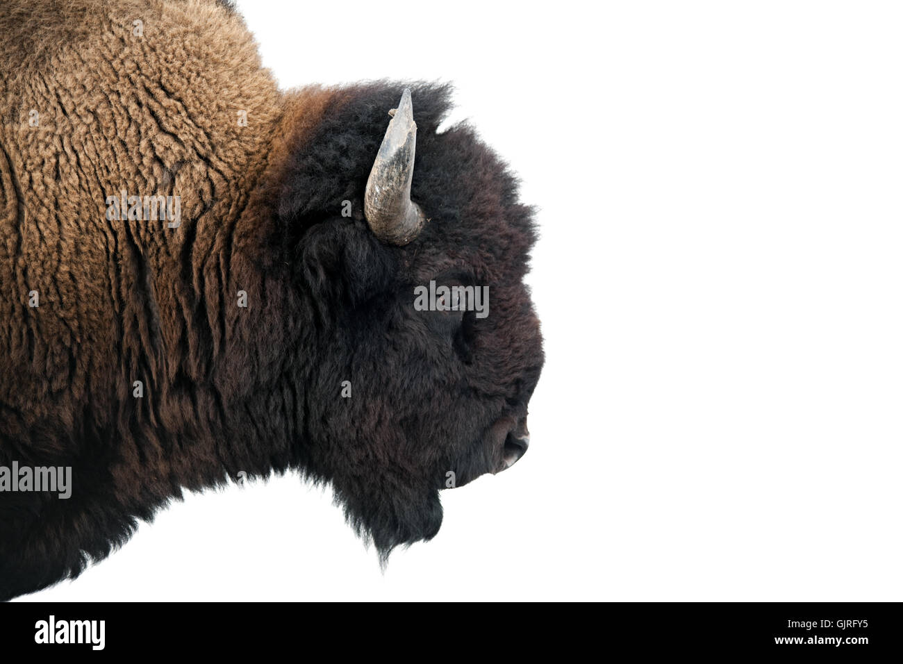 Mammal isolated hi-res stock photography and images - Alamy